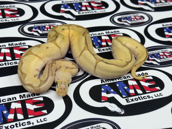 Clown Bumblebee Mojave Possible Redstripe 100% Het Genetic Stripe Ball ...