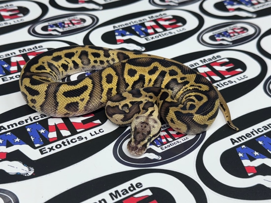 Leopard Pastel Probable Specter 100% Het Clown 100% Het Pied Ball ...