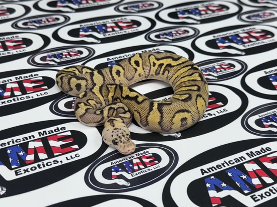 Clown Stranger Firefly Possible Enchi Ball Python by American Made Exotics, LLC
