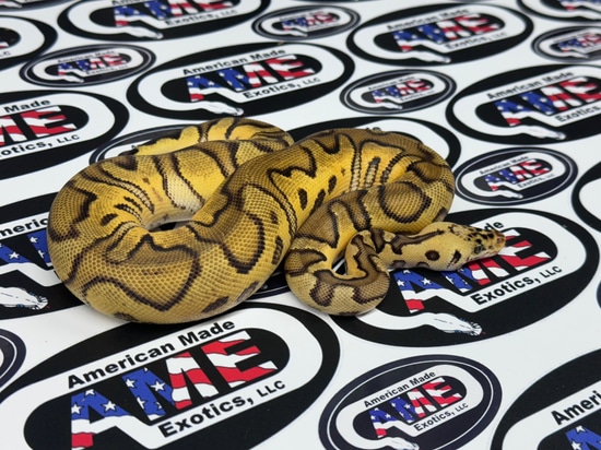 Clown Enchi Stranger Pastel Ball Python by American Made Exotics, LLC