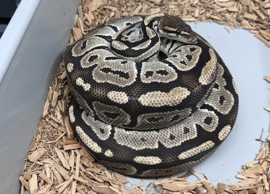 Bongo 100% Het Lavender Albino Ball Python by American Made Exotics, LLC