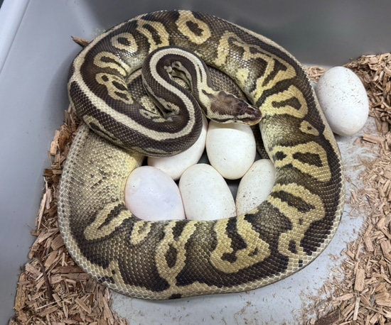 Leopard Super Pastel Ball Python by American Made Exotics, LLC