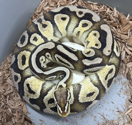 Fm Disco Pastel 100% DBL Het Clown Pied Ball Python by American Made Exotics, LLC