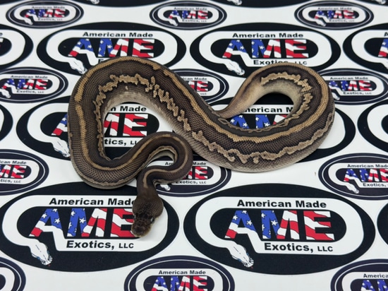 Cinnamon Mojave Leopard 100% Het Candy 100% Het Pied Ball Python by ...