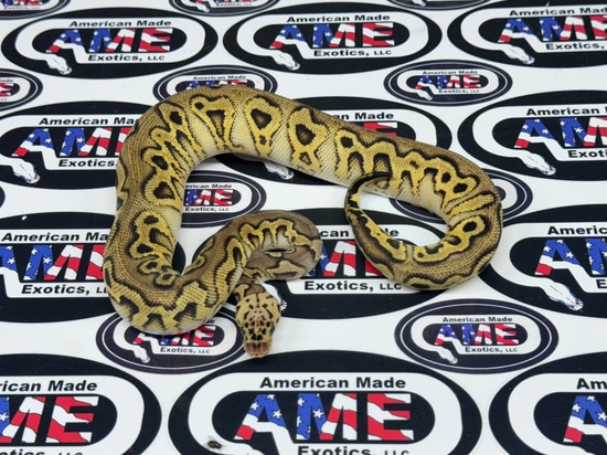 Clown Hurricane Pastel 100% Het Pied Ball Python by American Made Exotics, LLC