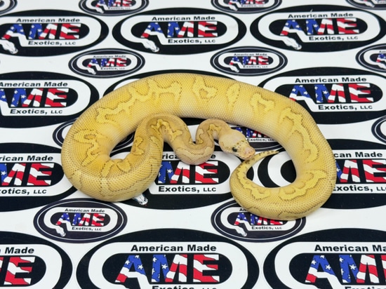 Clown Stranger Lesser Pastel Ball Python by American Made Exotics, LLC