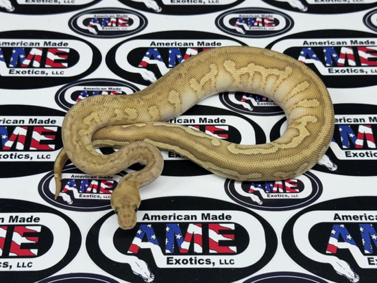 Clown Stranger Fire Lesser Ball Python by American Made Exotics, LLC