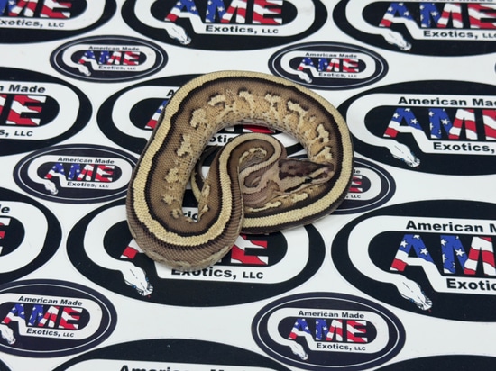 Super Stripe Ball Python by American Made Exotics, LLC