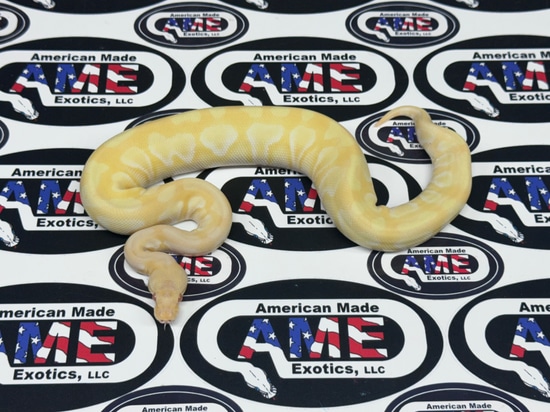Albino Butter Ball Python by American Made Exotics, LLC