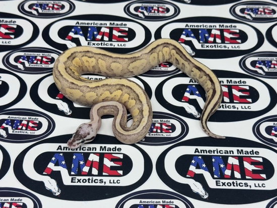 Super Stripe Pastel Ball Python by American Made Exotics, LLC