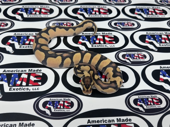 Super Orange Dream Fire (Possible Jaguar) Ball Python by American Made Exotics, LLC