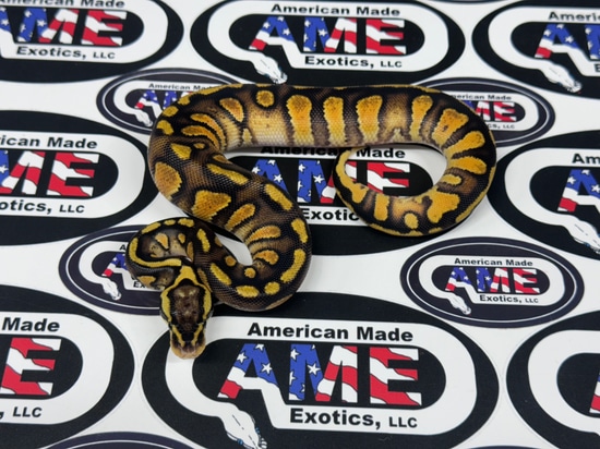 Stranger Pastel Het Clown (Possible Enchi) Ball Python by American Made Exotics, LLC