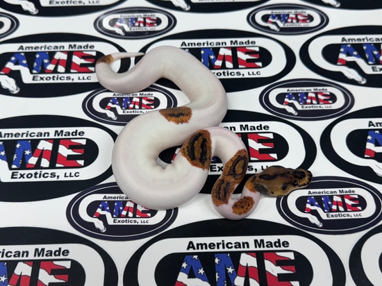 Clown Pied Yellowbelly (Possible Leopard) Ball Python by American Made ...