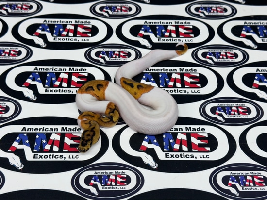 Clown Pied Ball Python by American Made Exotics, LLC
