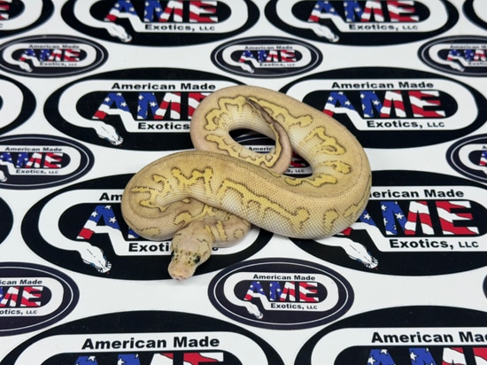 Clown Stranger Lesser Pastel Fire (Pos Enchi) Ball Python by American ...