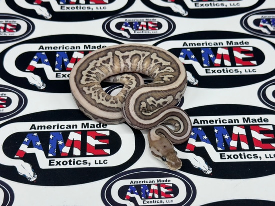 Probable Spotnose Lesser Black Pastel Or Bongo Or Both (Pos Leopard) Het Clown Ball Python by ...