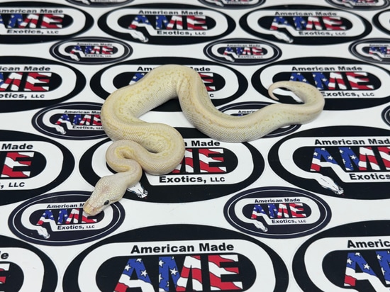 Bamboo Pinstripe Combo Het Clown (Possibly Pastel, Fire, Leopard, Cypress, Spotnose) Ball Python ...