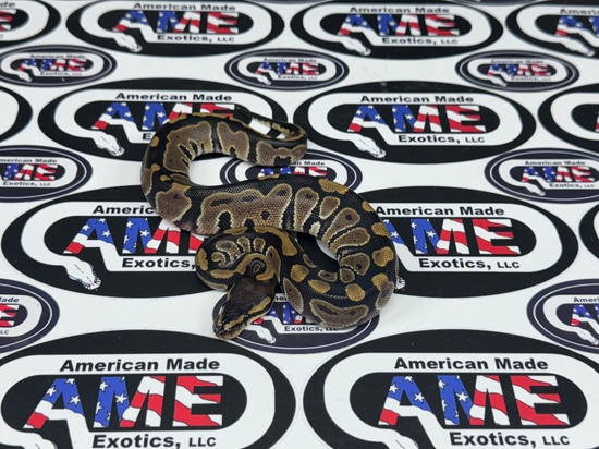 Het TriStripe Het Hypo Ball Python by American Made Exotics, LLC
