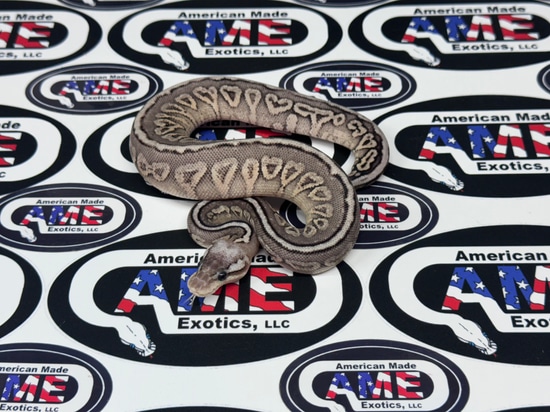 Pewter Het Clown Possible Redstripe Ball Python by American Made ...