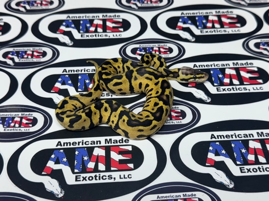 Leopard Pastel Het Puzzle Het Hypo Ball Python by American Made Exotics, LLC