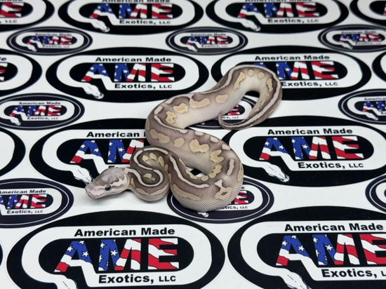 Cinnamon Butter Pastel Het Clown 66% Pos Het Genetic Stripe Ball Python ...