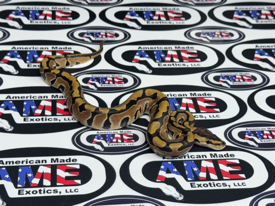 Puzzle Het Hypo Ball Python by American Made Exotics, LLC