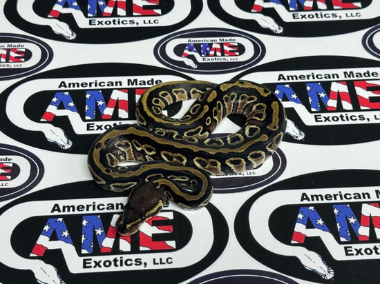 Hurricane Het Clown Het Pied Ball Python by American Made Exotics, LLC