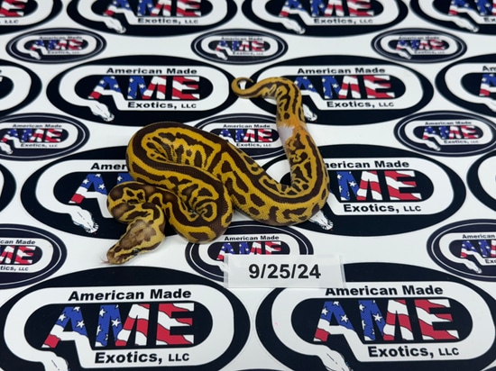 Leopard Pastel Ultramel Het Pied Ball Python by American Made Exotics, LLC
