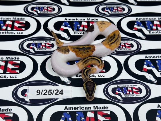 Pastel Pied Het Clown Ball Python by American Made Exotics, LLC