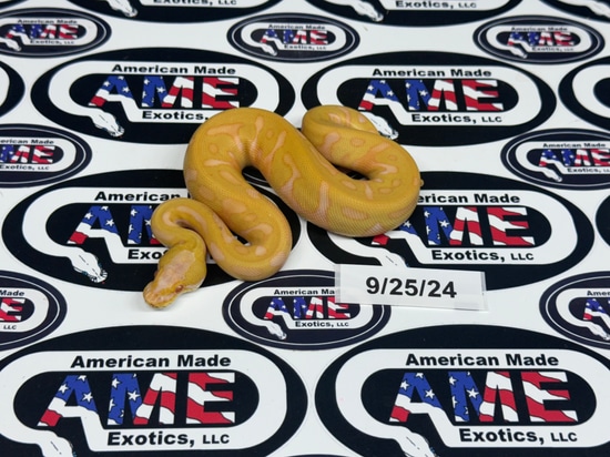Albino Enchi Het Clown Possible Leopard Fire Ball Python by American ...