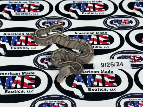 Hypo Super Chocolate Pastel Or Super Pastel Het Desert Ghost Ball ...