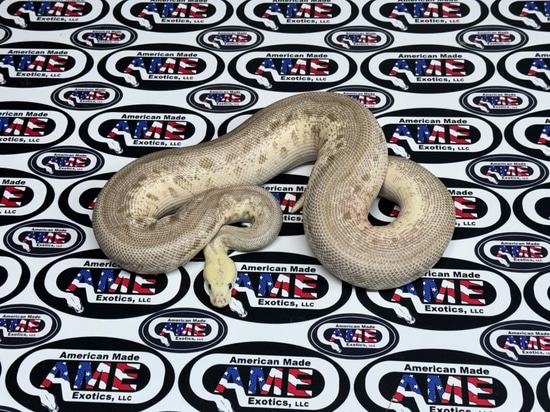 Clown Batman Firefly (Clown Spotnose Leopard Fire Pastel) Proven ...