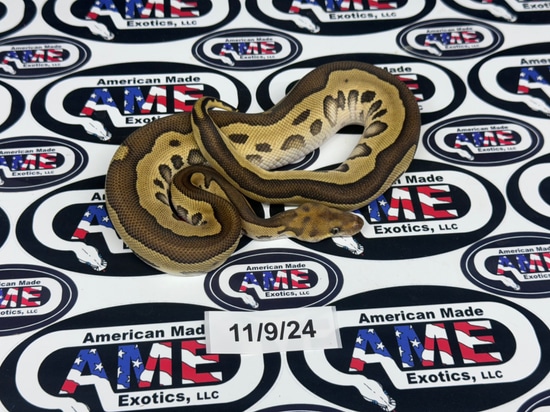 Clown Leopard Mojave Ball Python by American Made Exotics, LLC