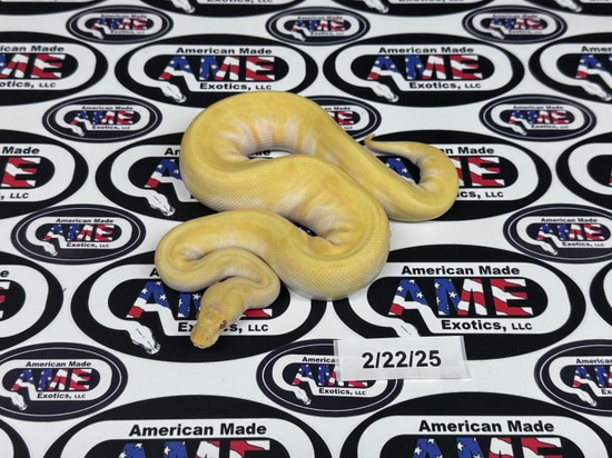 Albino Butter Enchi Ball Python by American Made Exotics, LLC