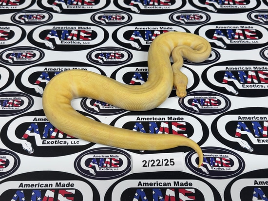 Albino Enchi Butter Ball Python by American Made Exotics, LLC