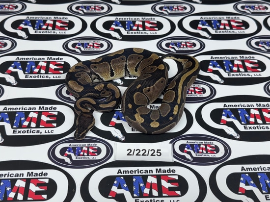 Het Sunset Het Genetic Stripe Ball Python by American Made Exotics, LLC
