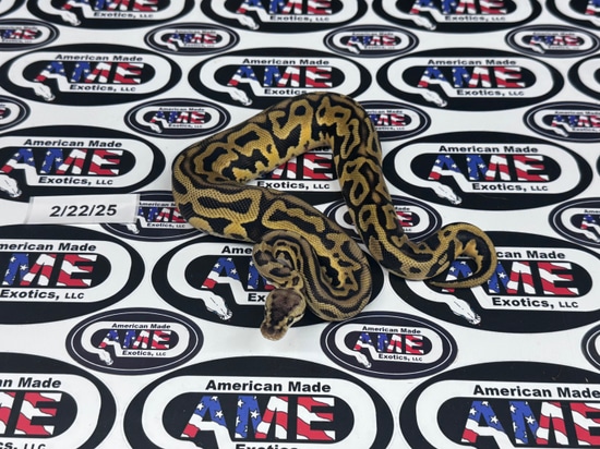 Puzzle Leopard Pastel Het Hypo Ball Python by American Made Exotics, LLC