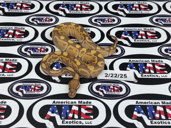 Ultramel Ball Python by American Made Exotics, LLC