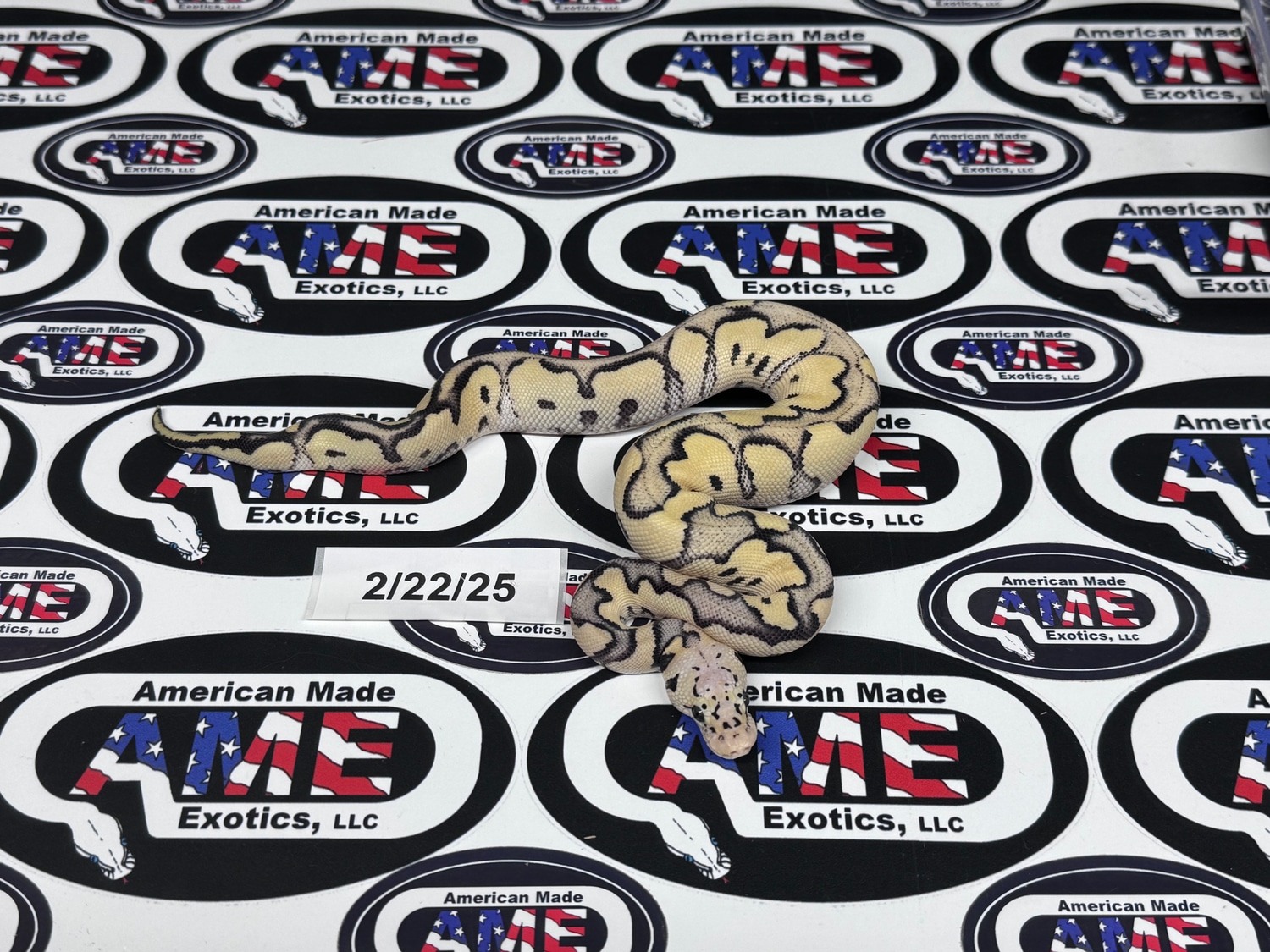 Desert Ghost Clown Pastel Possible Super Pastel