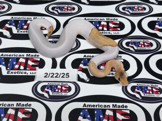 Champagne Het Clown Het Pied (Slight Head Wobble) Ball Python by ...