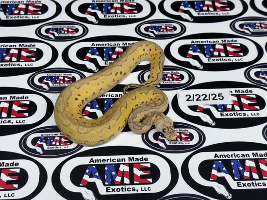 Puzzle Clown Super Pastel Ball Python by American Made Exotics, LLC