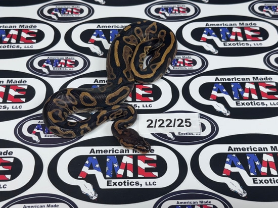 Wookie Leopard 66% Pos Het Clown Ball Python by American Made Exotics, LLC