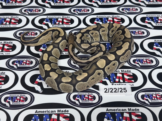 Hypo 66% Pos Het Puzzle Ball Python by American Made Exotics, LLC
