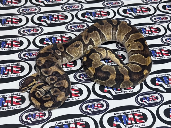 Enchi 100% Het Candy 100% Het Clown 100% Het Pied Ball Python by ...