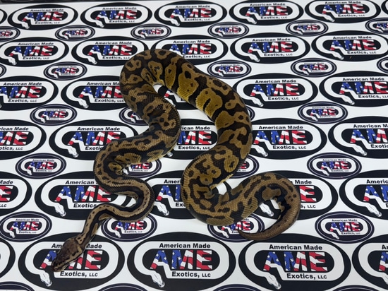 Acid Pastel 100% Het Puzzle Proven Breeder Ball Python by American Made ...