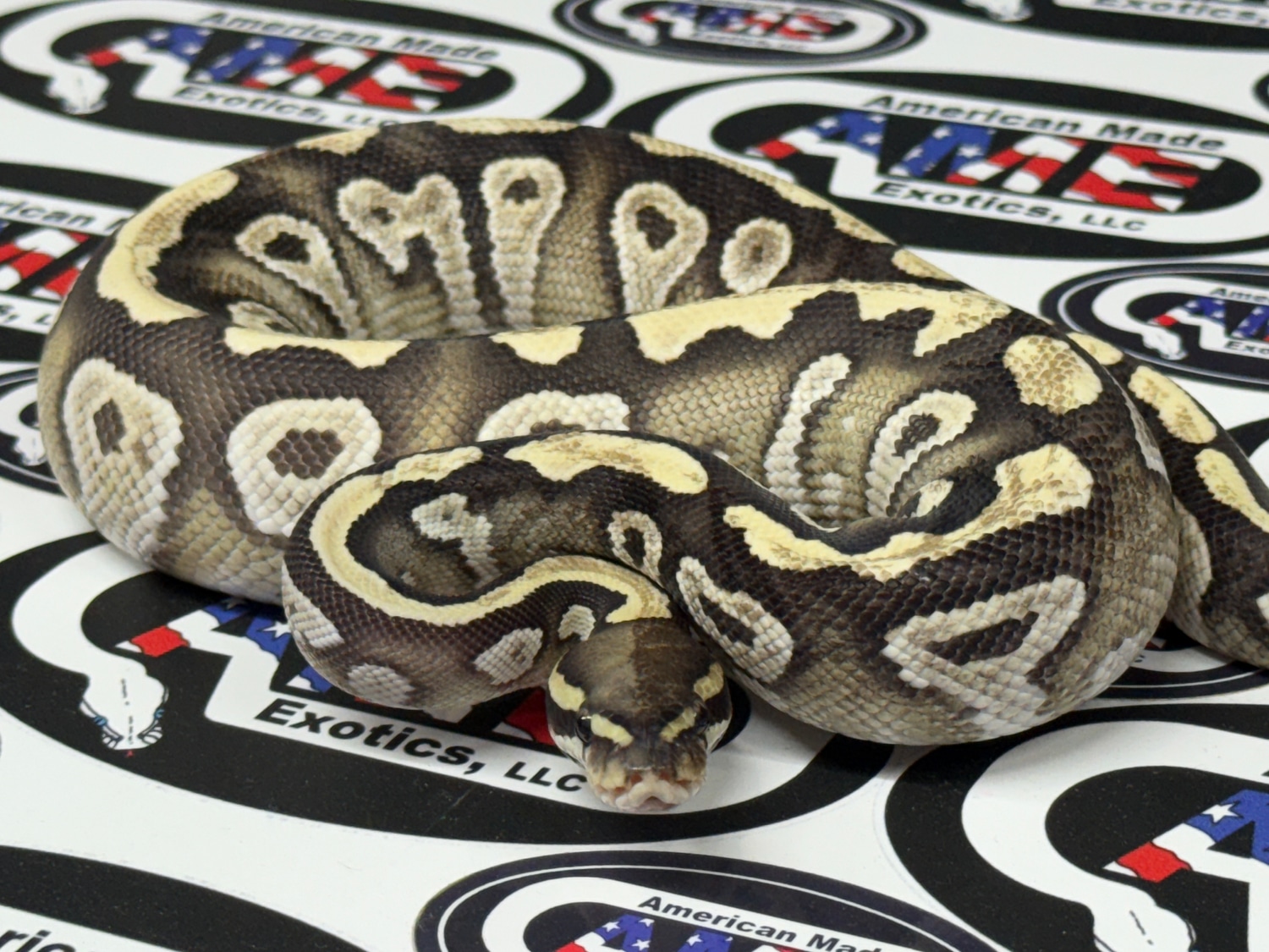One of a Kind Paradox/Chimera? Mojave Desert Ghost Het Cryptic With ...