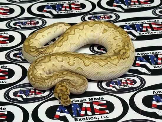 Lesser Clown Het Lavender Possible Enchi Ball Python by American Made ...