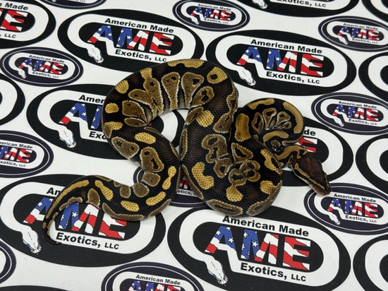 Special Het Tristripe Ball Python by American Made Exotics, LLC