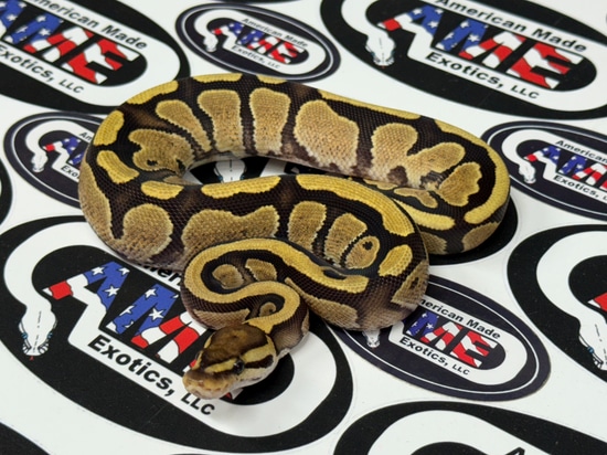 Fire Het Pied Het Clown Ball Python by American Made Exotics, LLC