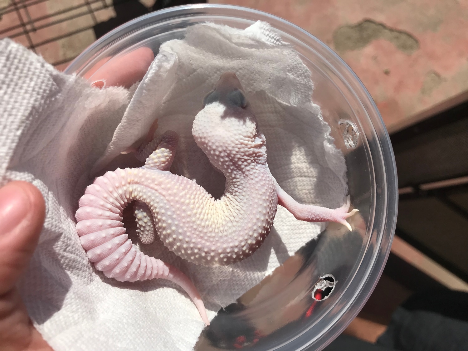 Blazing Blizzard Het Eclipse Leopard Gecko by Amgeckos - MorphMarket